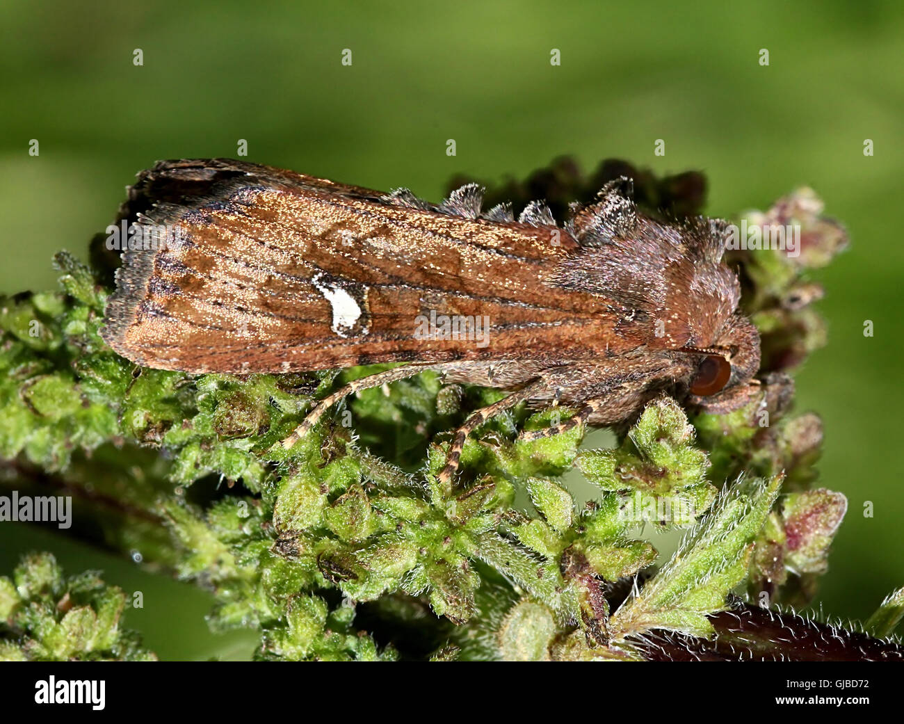 European Beautiful Golden Y Moth (Autographa pulchrina Stock Photo - Alamy
