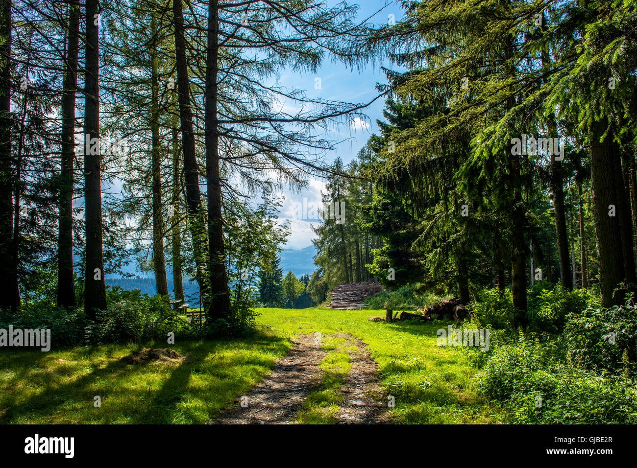Abandoned road in forest solitude hi-res stock photography and images ...
