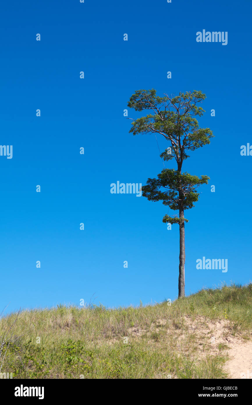 Tall oak tree hi-res stock photography and images - Alamy