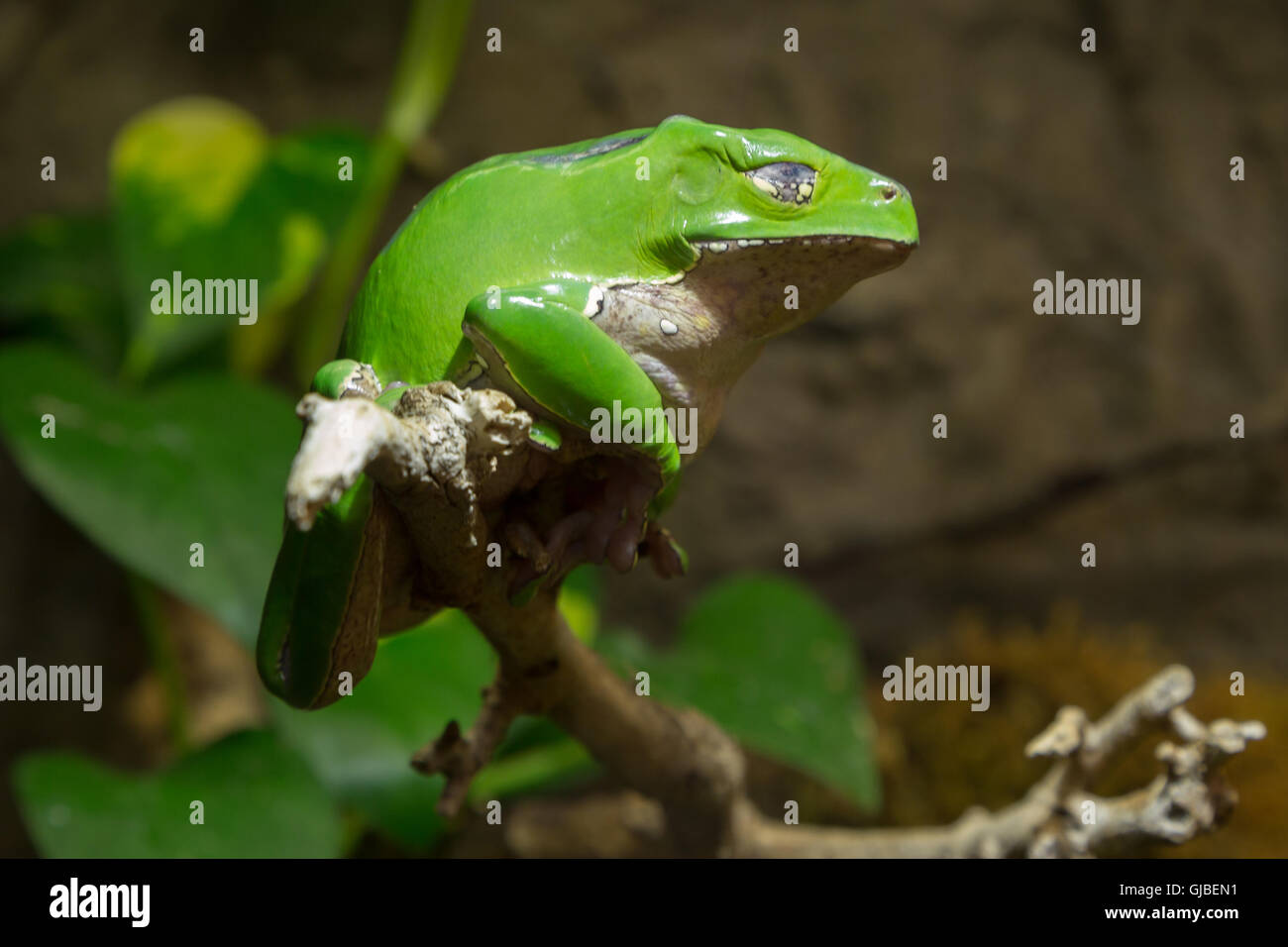 Amazon wildlife hi-res stock photography and images - Alamy
