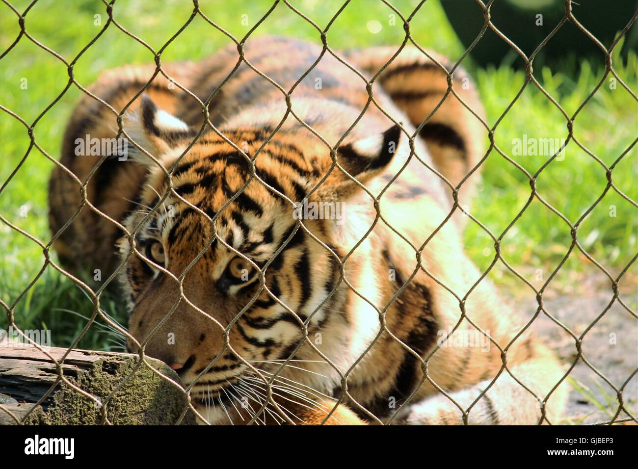 Caged tiger hi-res stock photography and images - Alamy