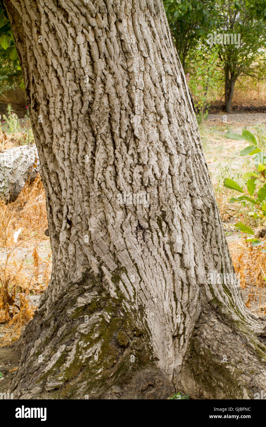 The tree trunk with bark texture Stock Photo - Alamy