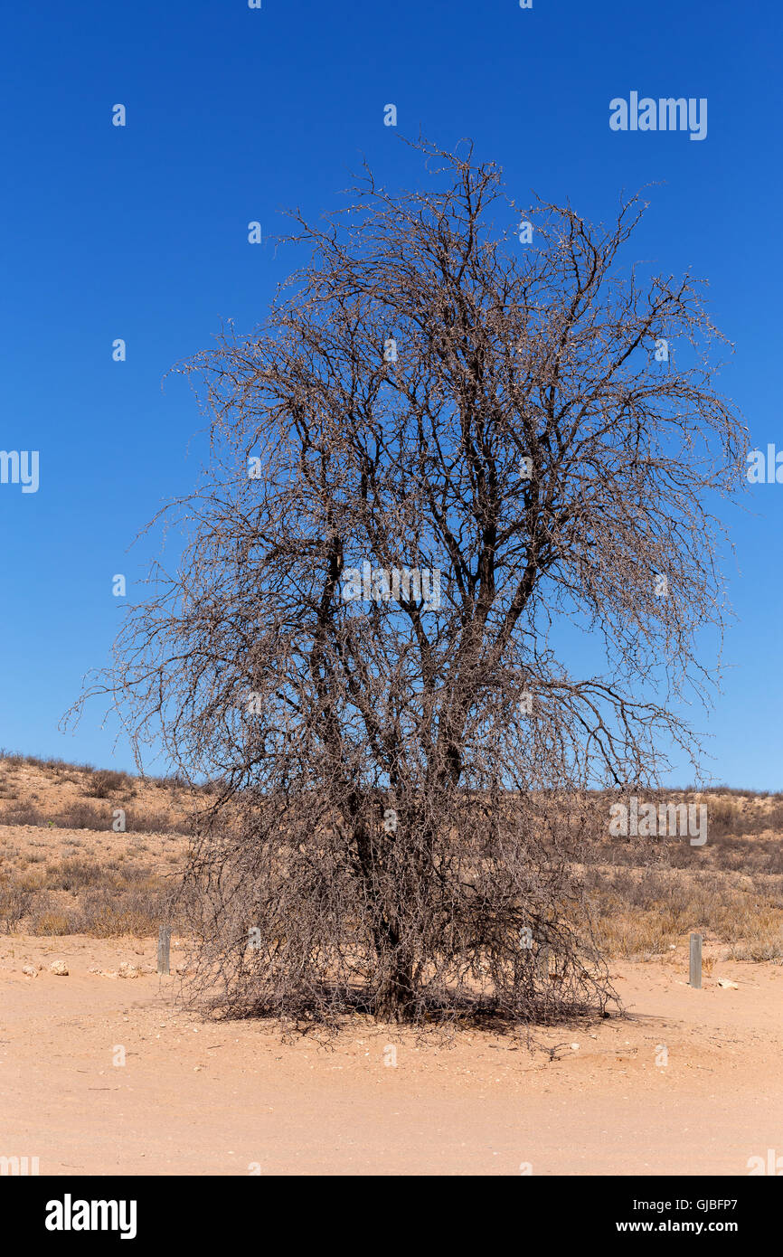 dry landscape with tree in Kgalagadi transfontier park, South, Africa ...