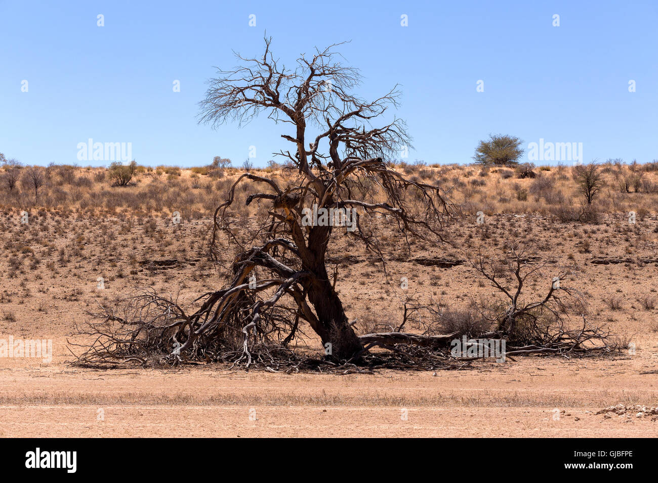 dry landscape with tree in Kgalagadi transfontier park, South, Africa ...