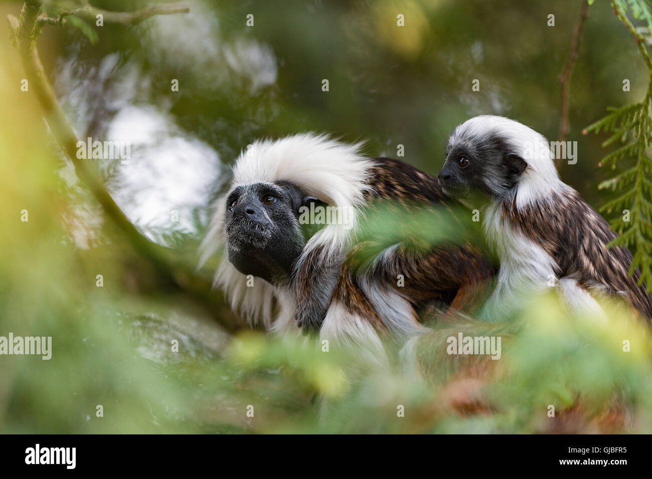 Cotton top Tamarin family. Female with small baby - sitting on a tree ...