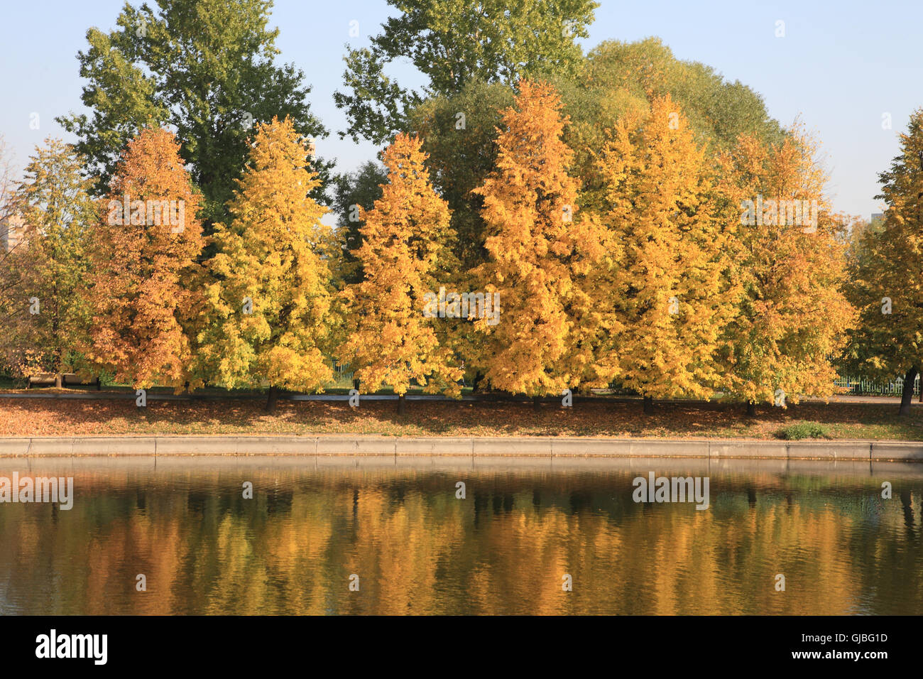 city park in gold fall Stock Photo - Alamy