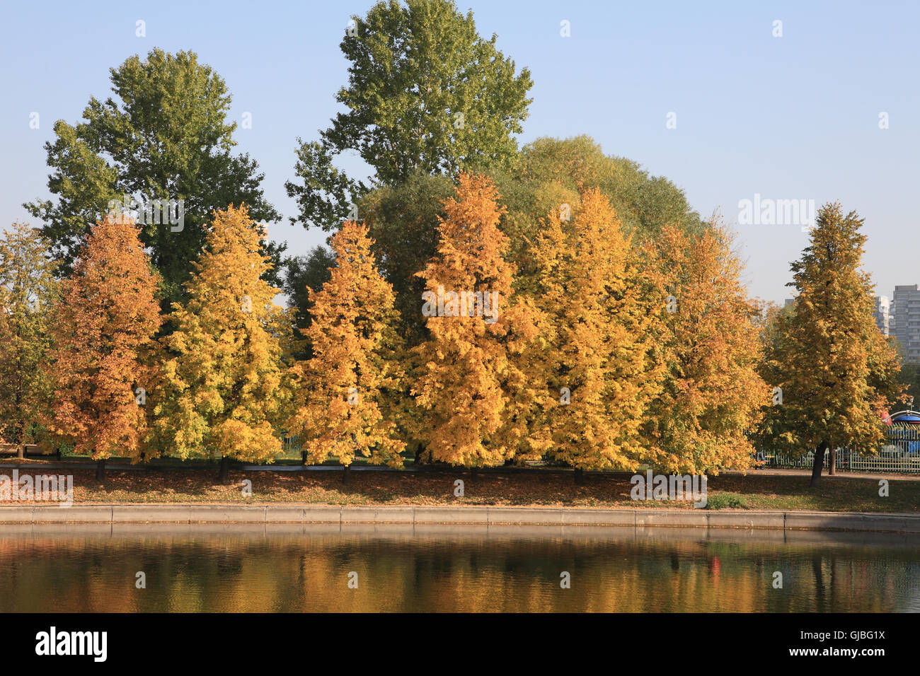 city park in gold fall Stock Photo - Alamy