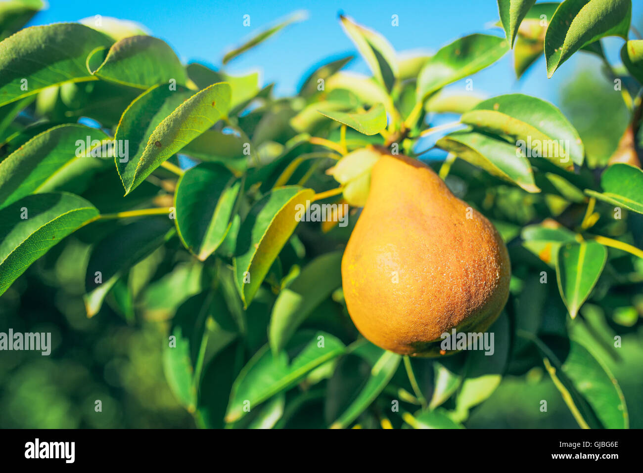 Pear tree leaves hi-res stock photography and images - Alamy