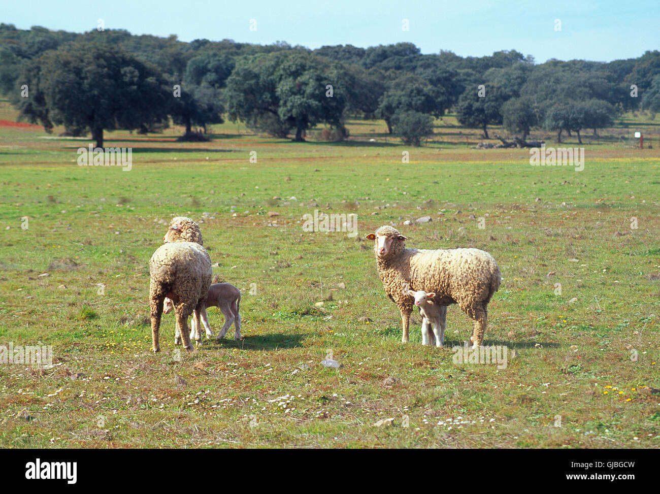 Dos ovejas ovejas hi-res stock photography and images - Alamy