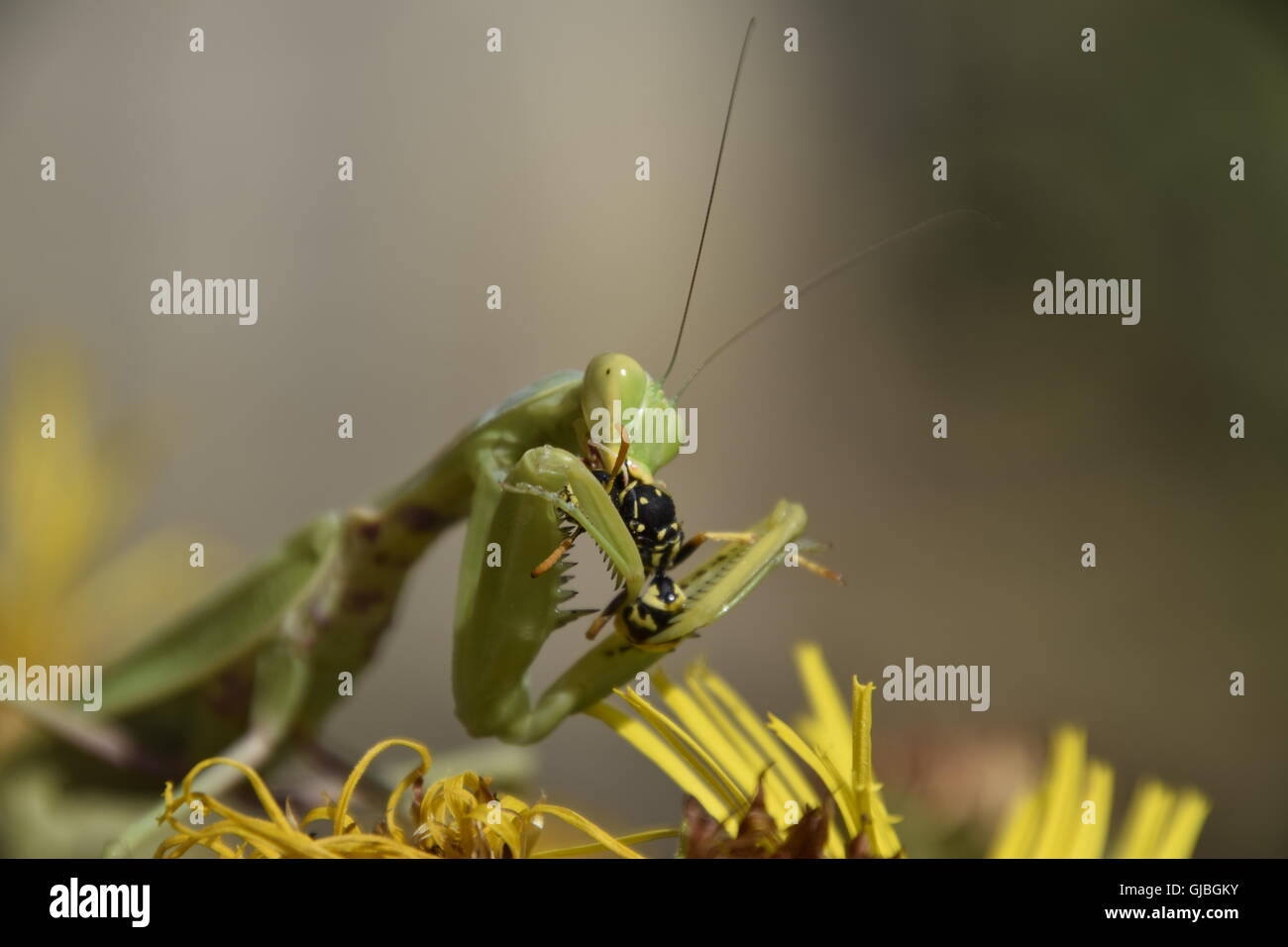 The female praying mantis devouring wasp. The female mantis religios ...