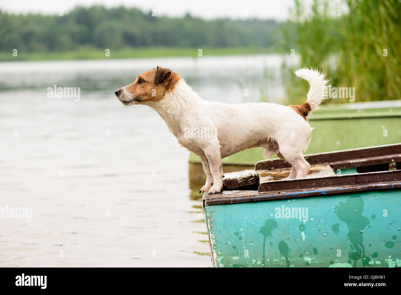 Summer scene: wet dog standing on river boat Stock Photo - Alamy