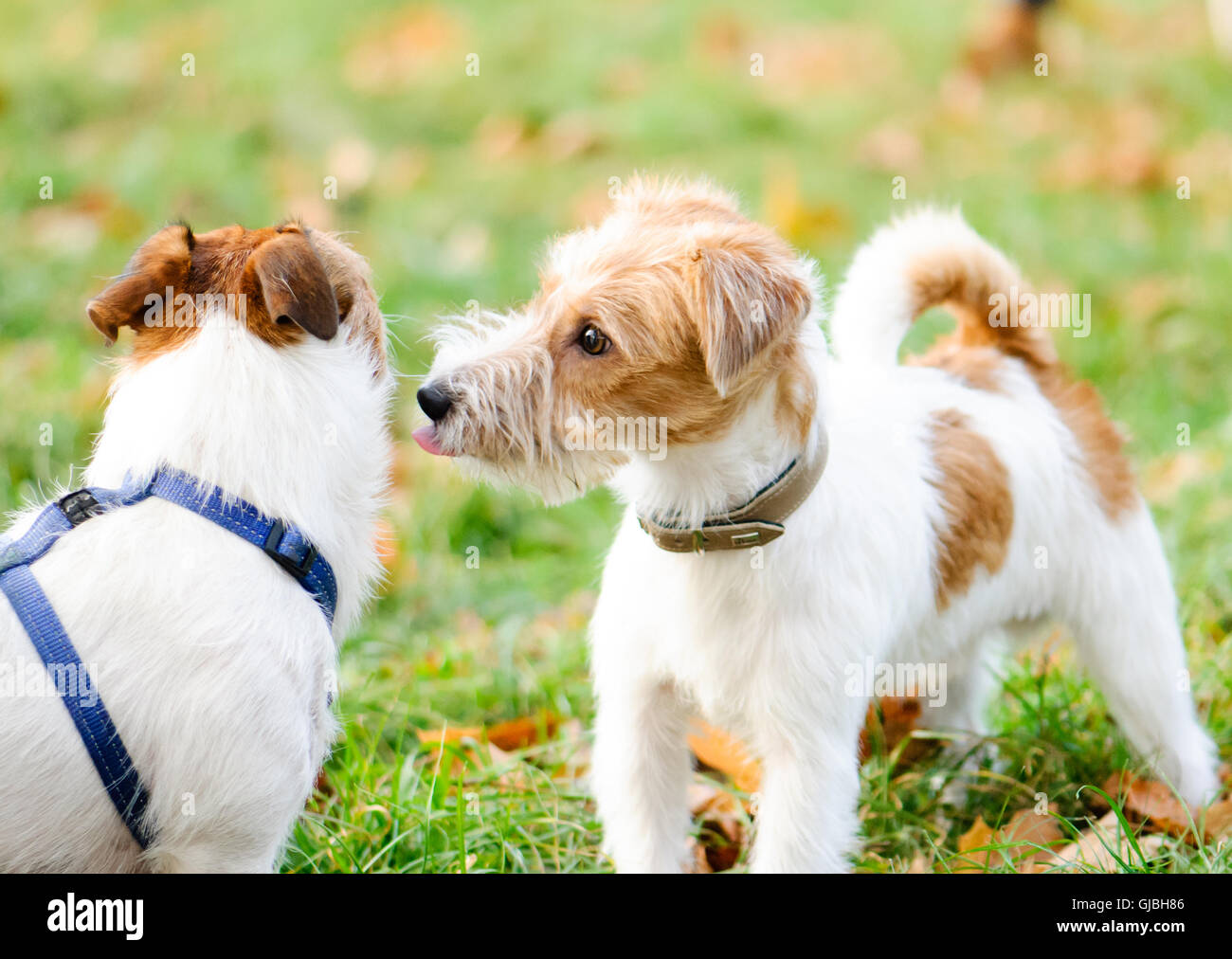 Two Dogs Meeting Stock Photos & Two Dogs Meeting Stock Images - Alamy