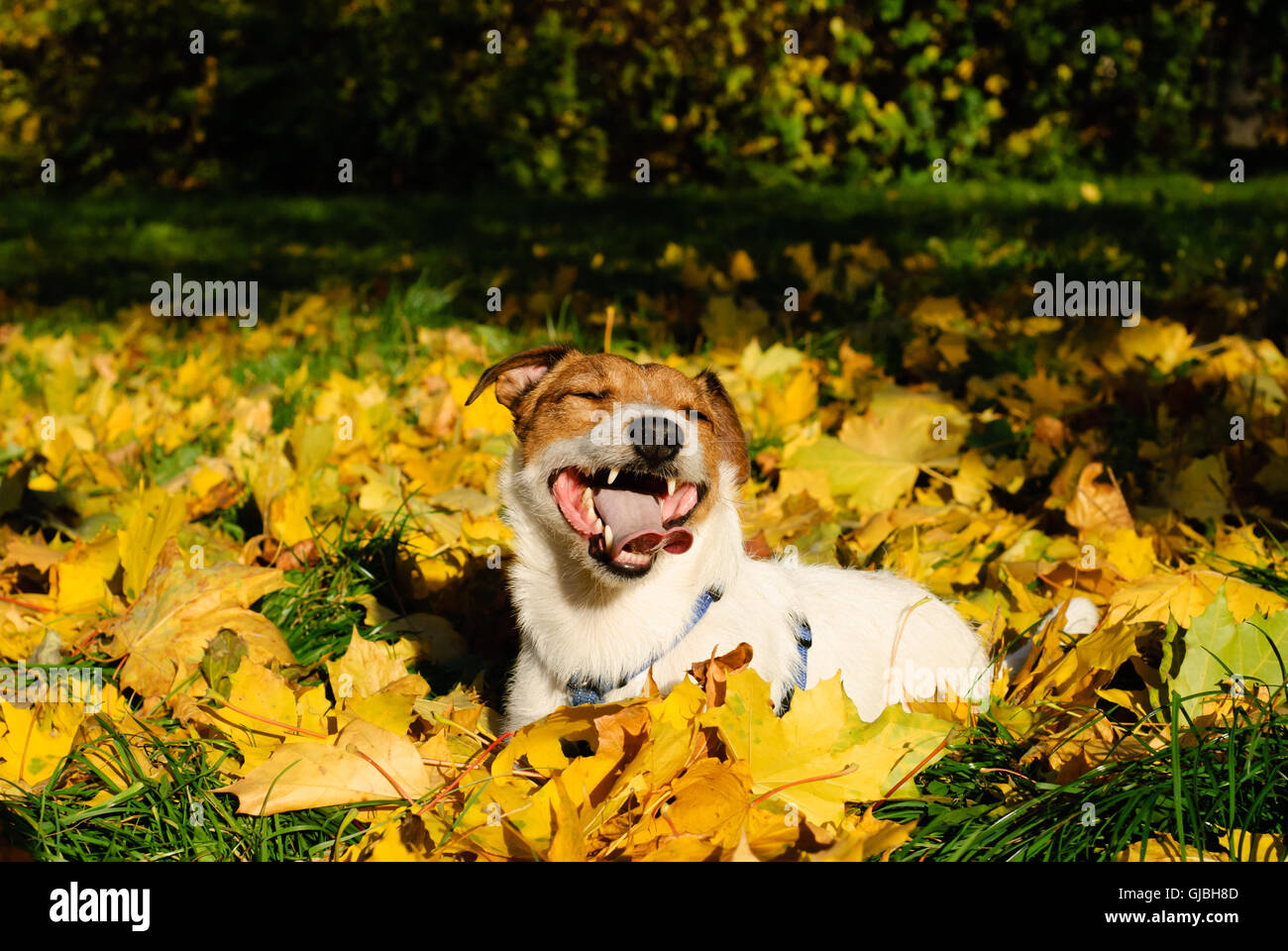 Happy jack russell hi-res stock photography and images - Alamy