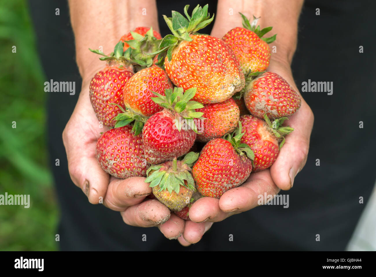 Strawberry in hand. Hands gardener. Work-worn hands. Farmer with ...