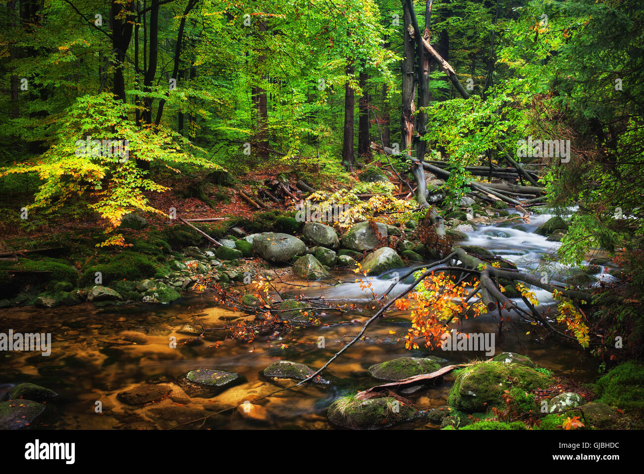 Stream with fallen tree in autumn forest, tranquil scenery in the ...