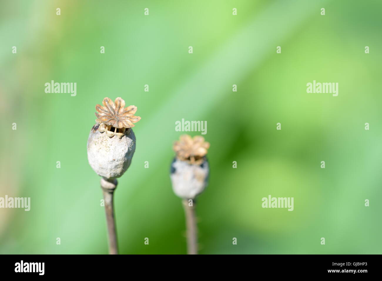 Dry poppy heads in the garden close up Stock Photo - Alamy