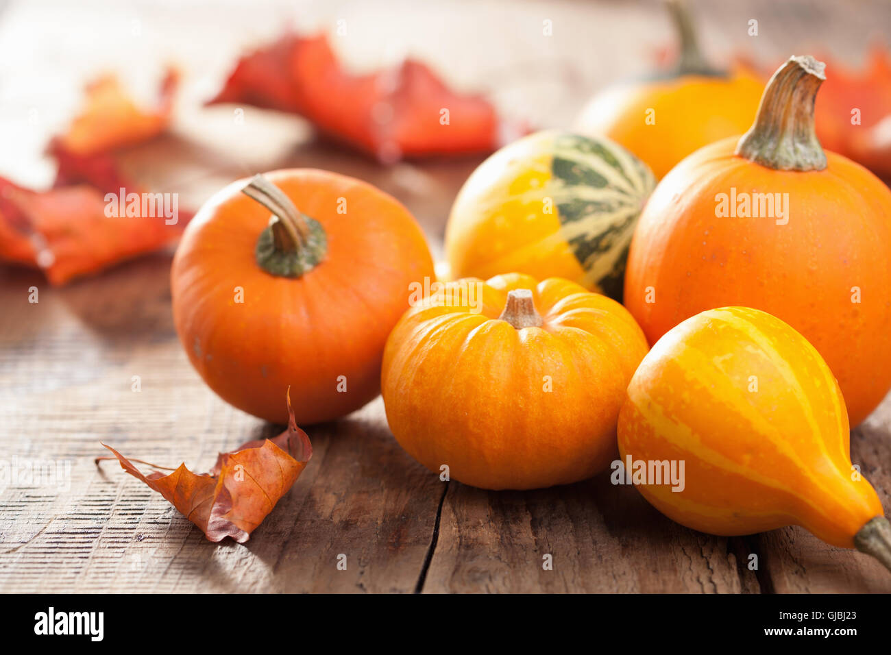Dark green mini decorative hi-res stock photography and images - Alamy