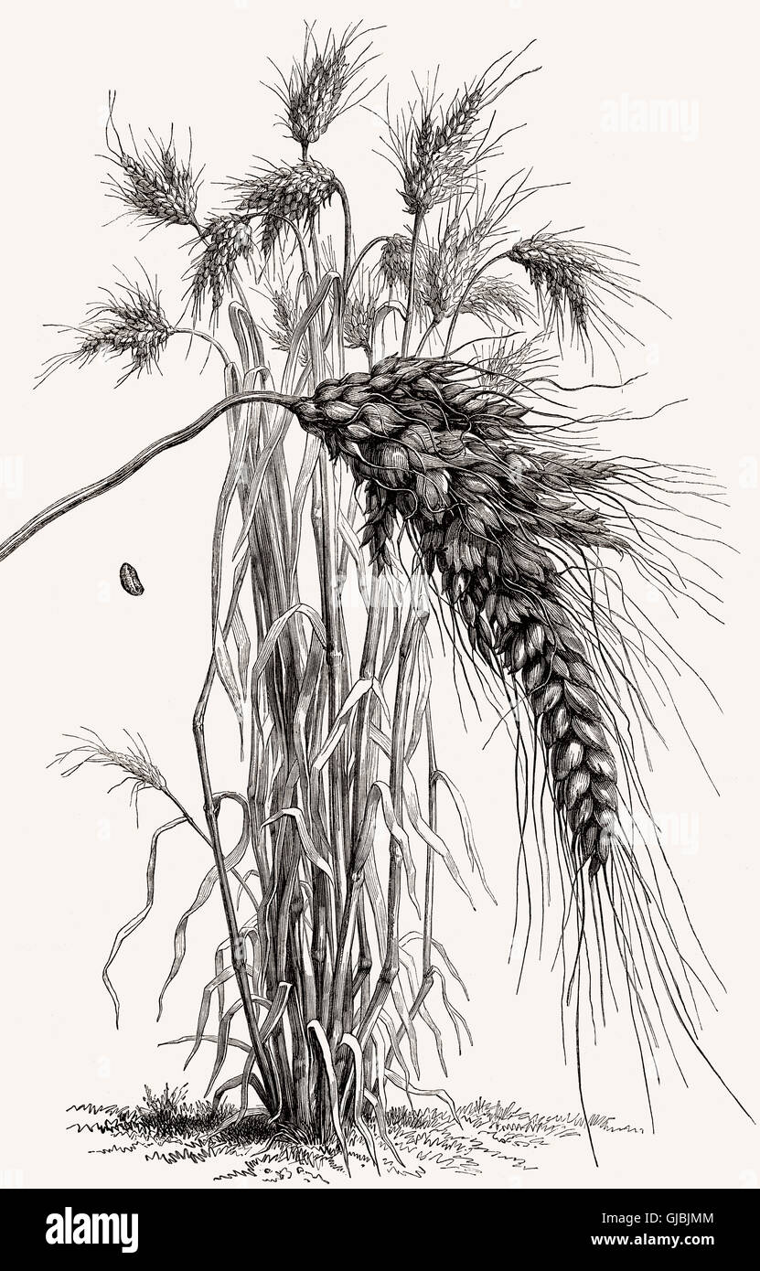 Ancient Oriental wheat, natural hybrid of wild-type and durum wheat ...