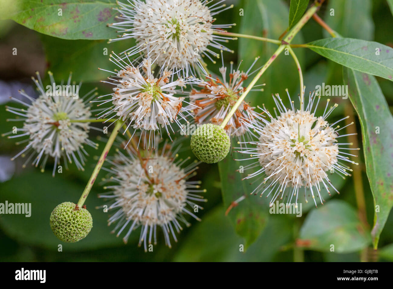 Buttonbush -- Cephalanthus occidentalis blooming Stock Photo - Alamy