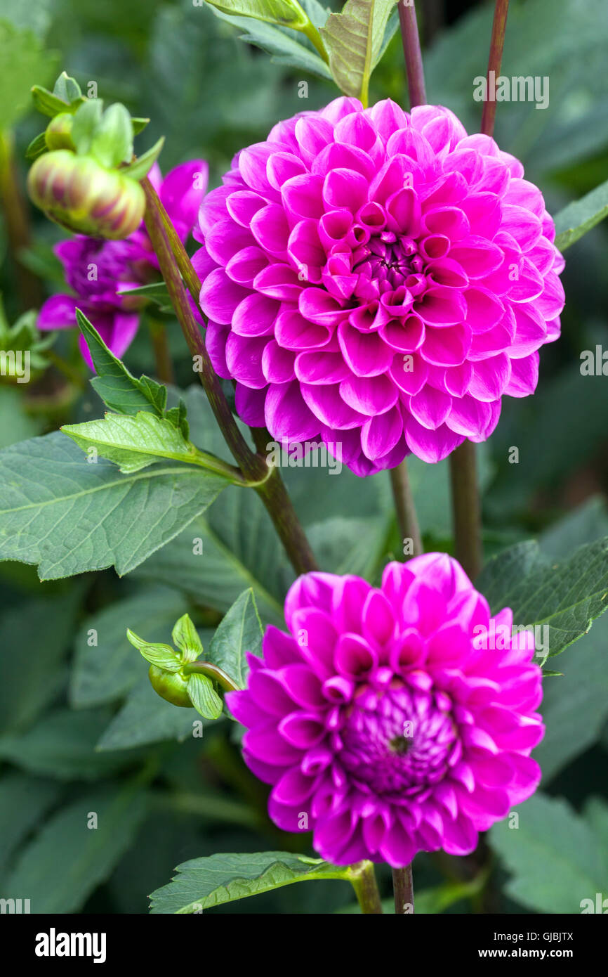 Dahlia ' Opera ' flower pompon Stock Photo - Alamy