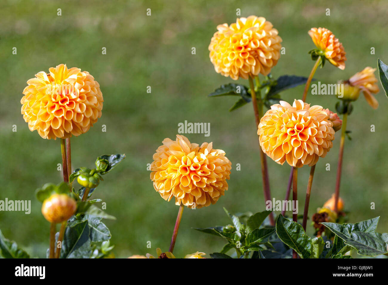 Pompon dahlia flower hi-res stock photography and images - Alamy