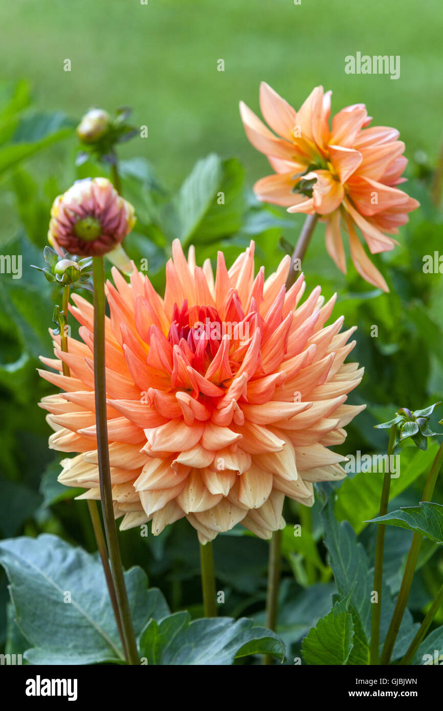 Dahlia ' Monica ' flower Dahlias Stock Photo - Alamy