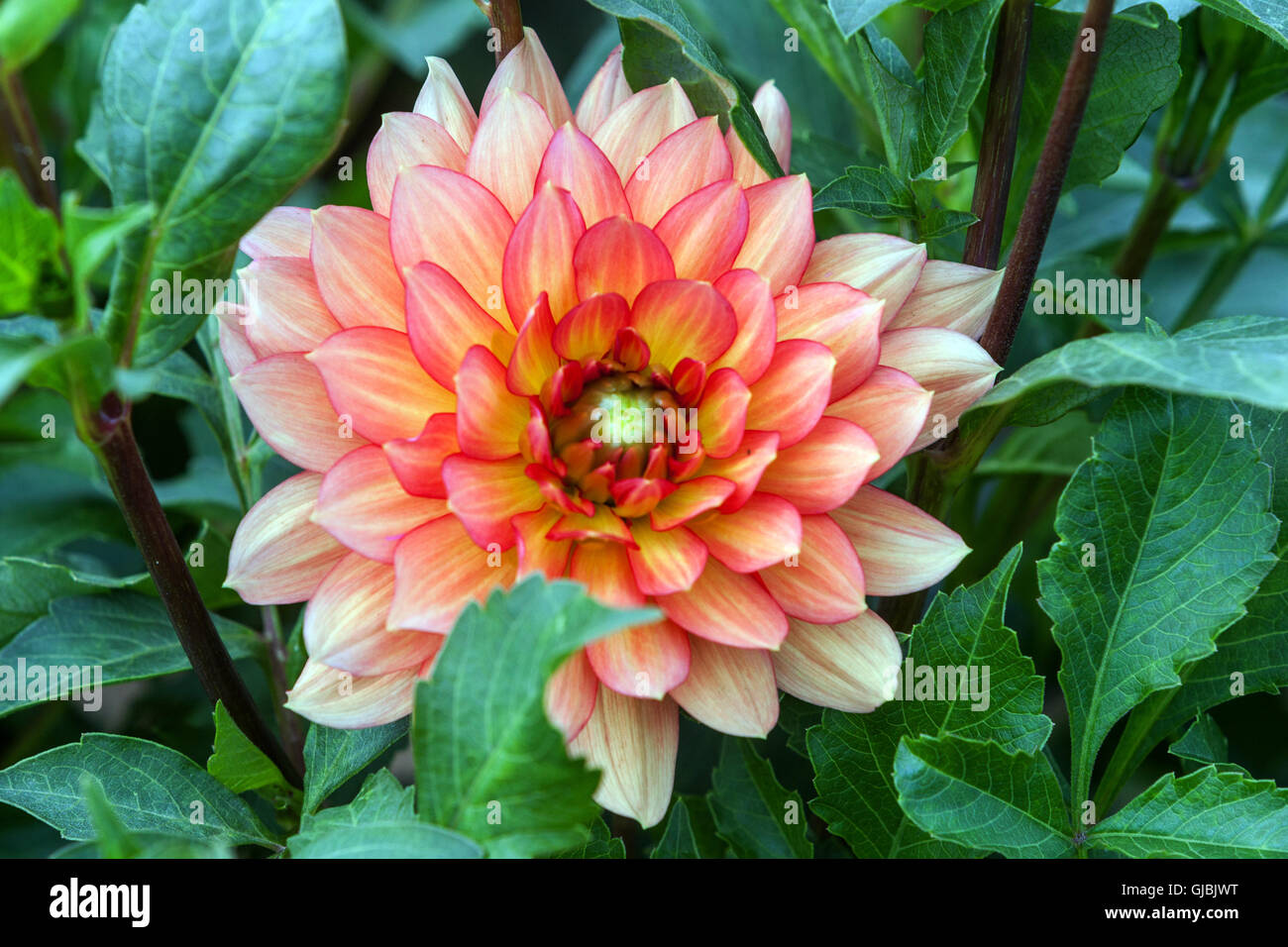 Dahlia ' Dukat ' flower Stock Photo - Alamy