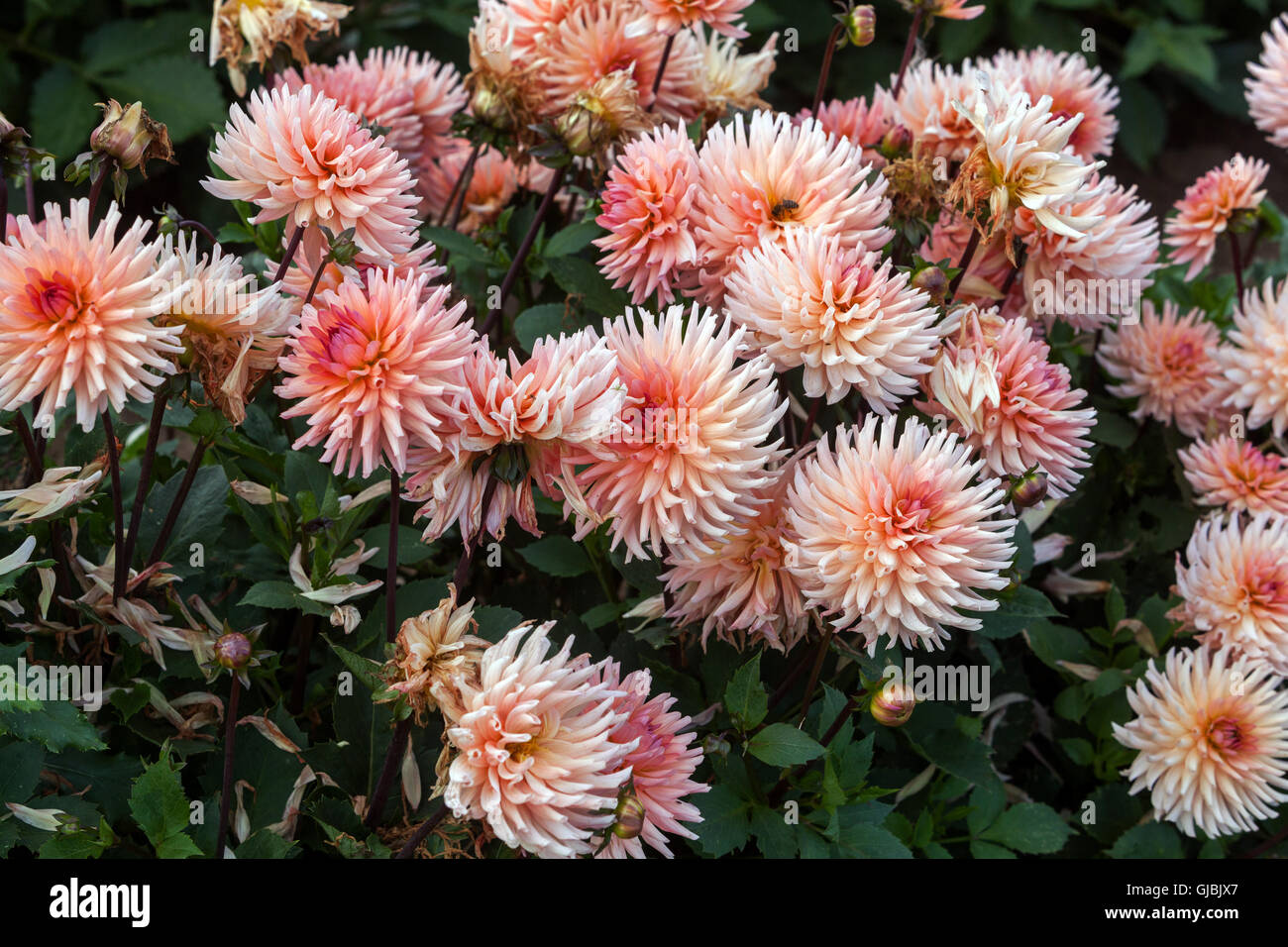 Dahlia ' Klara ' flower bed border Dahlias Stock Photo - Alamy
