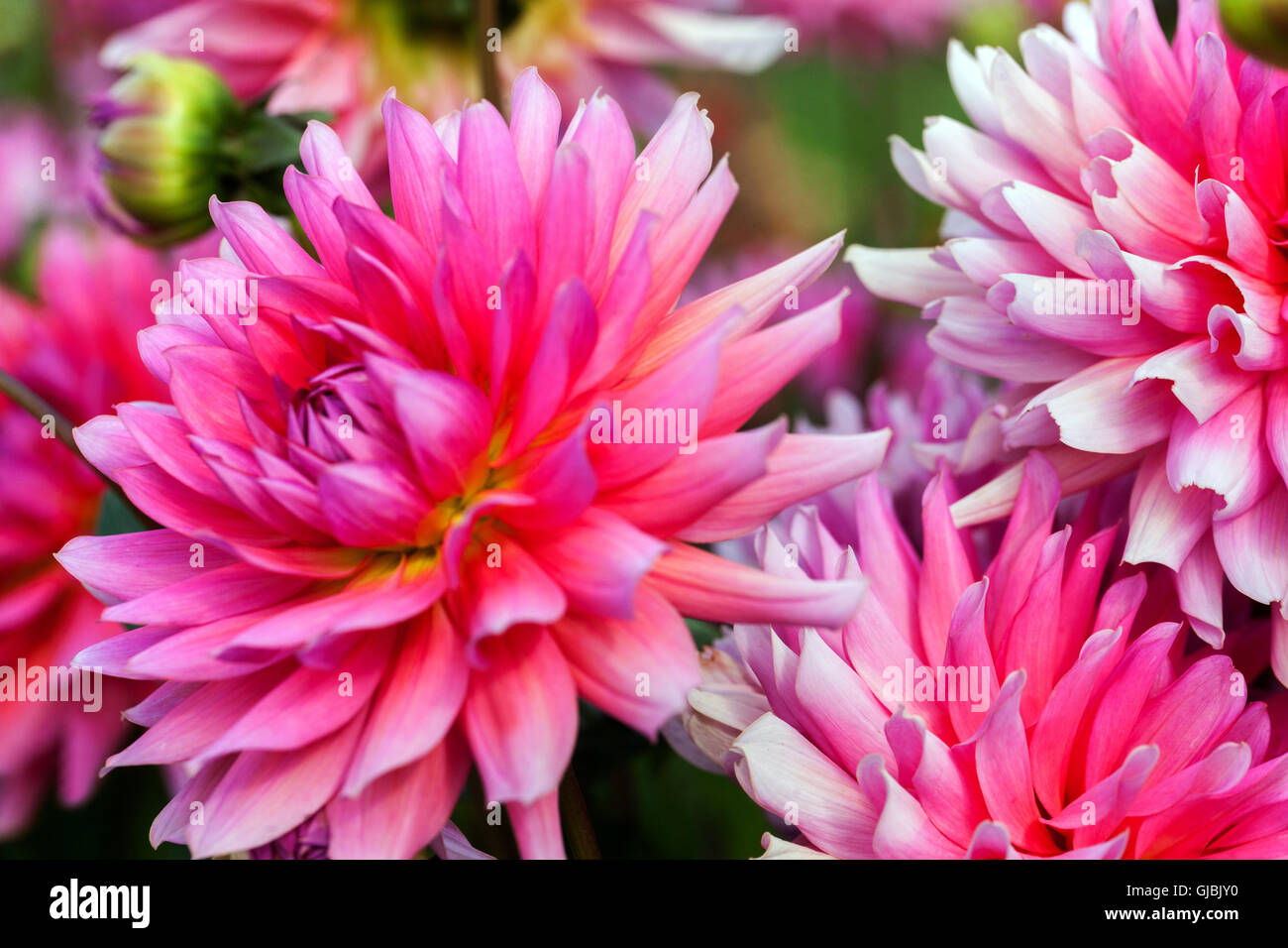 Dahlia ' Sara ' flower Stock Photo - Alamy