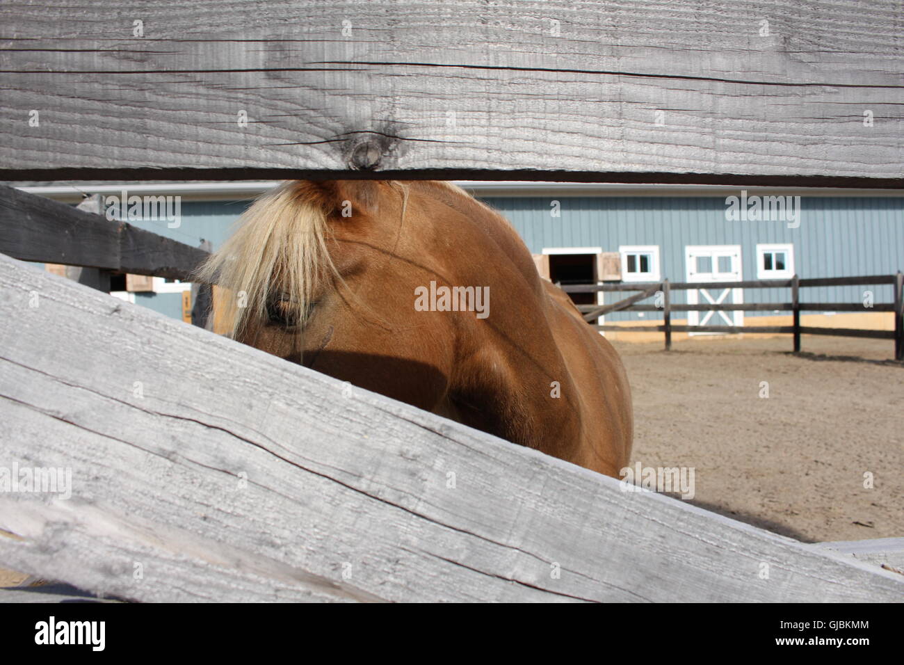 Shying horse hi-res stock photography and images - Alamy