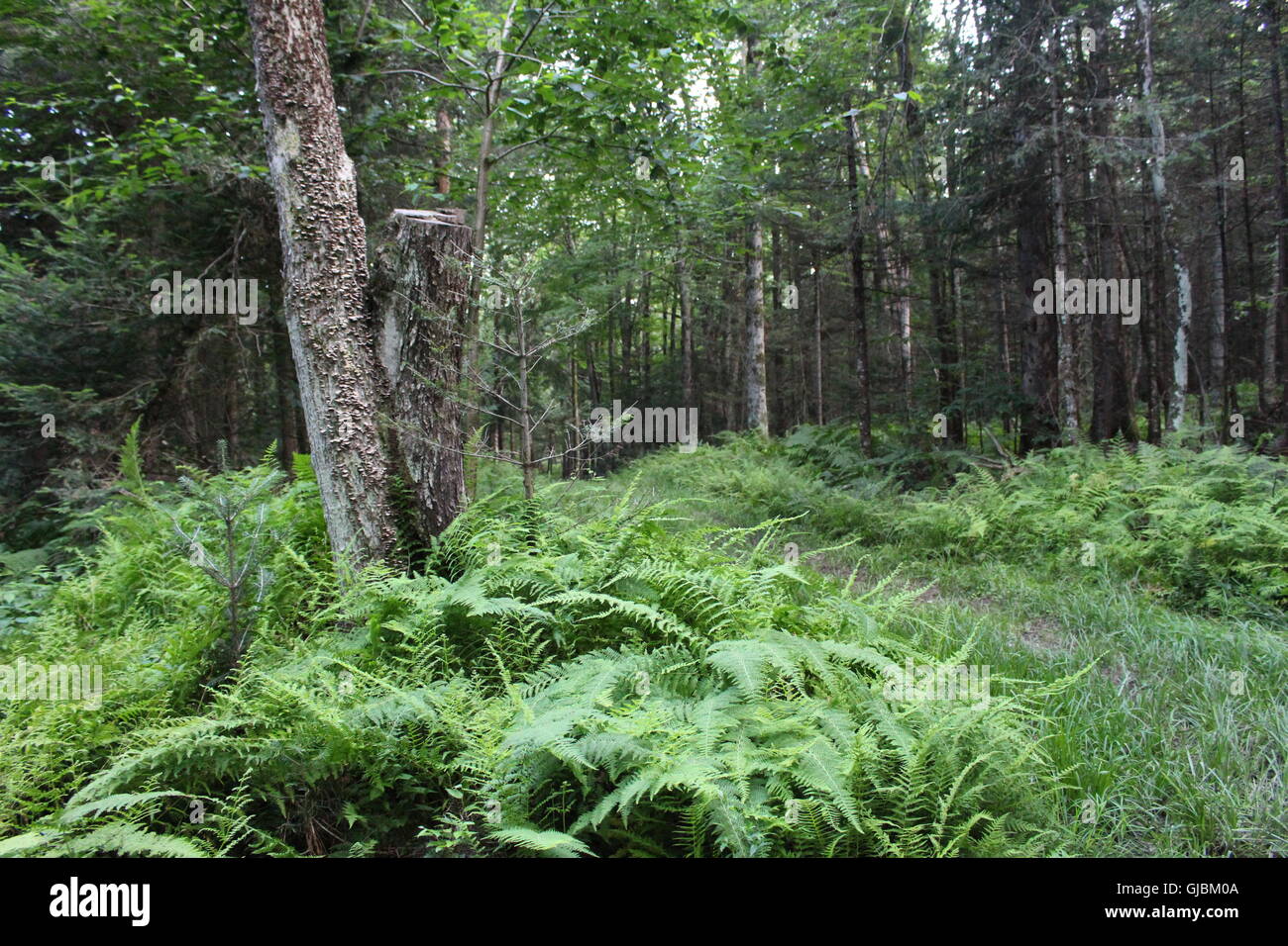 Summer in Sutton Quebec Stock Photo - Alamy