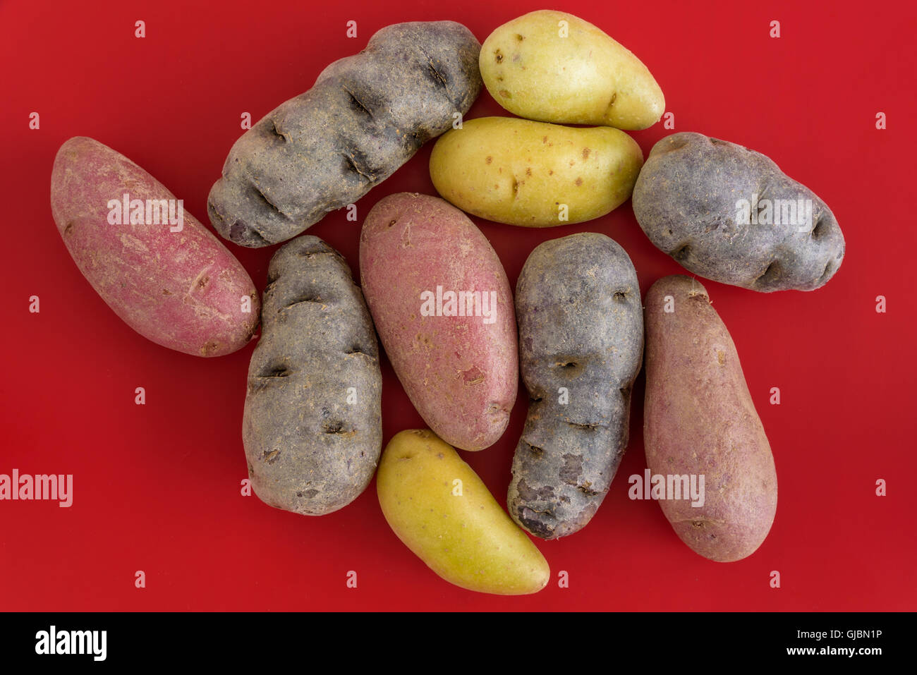 Fingerling potatoes on a red cutting board, multiple colors Stock Photo ...