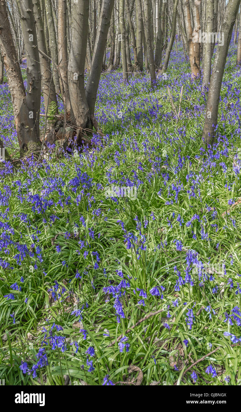 Bluebell in woods Stock Photo - Alamy