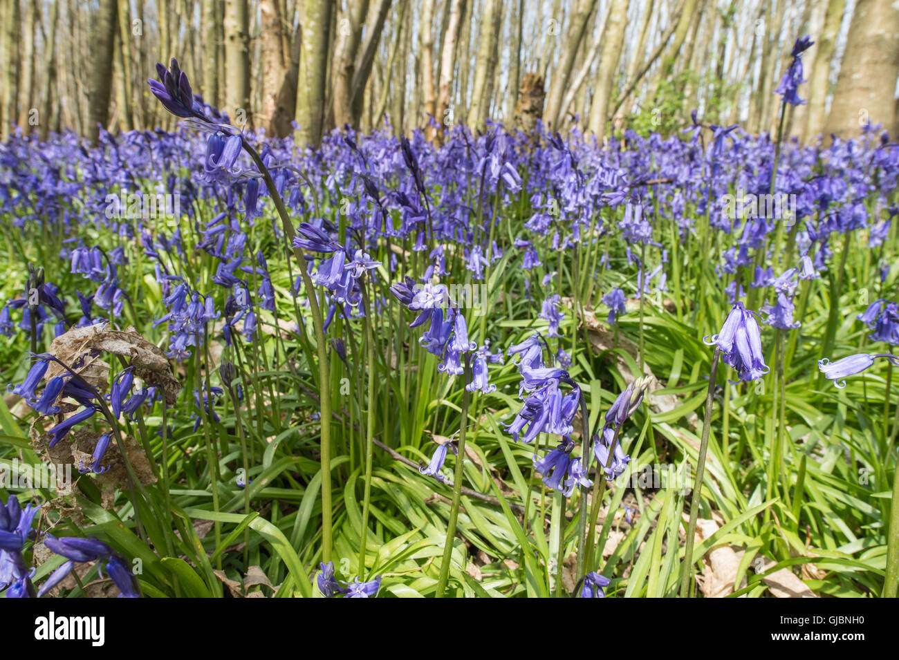 Bluebell in woods Stock Photo - Alamy