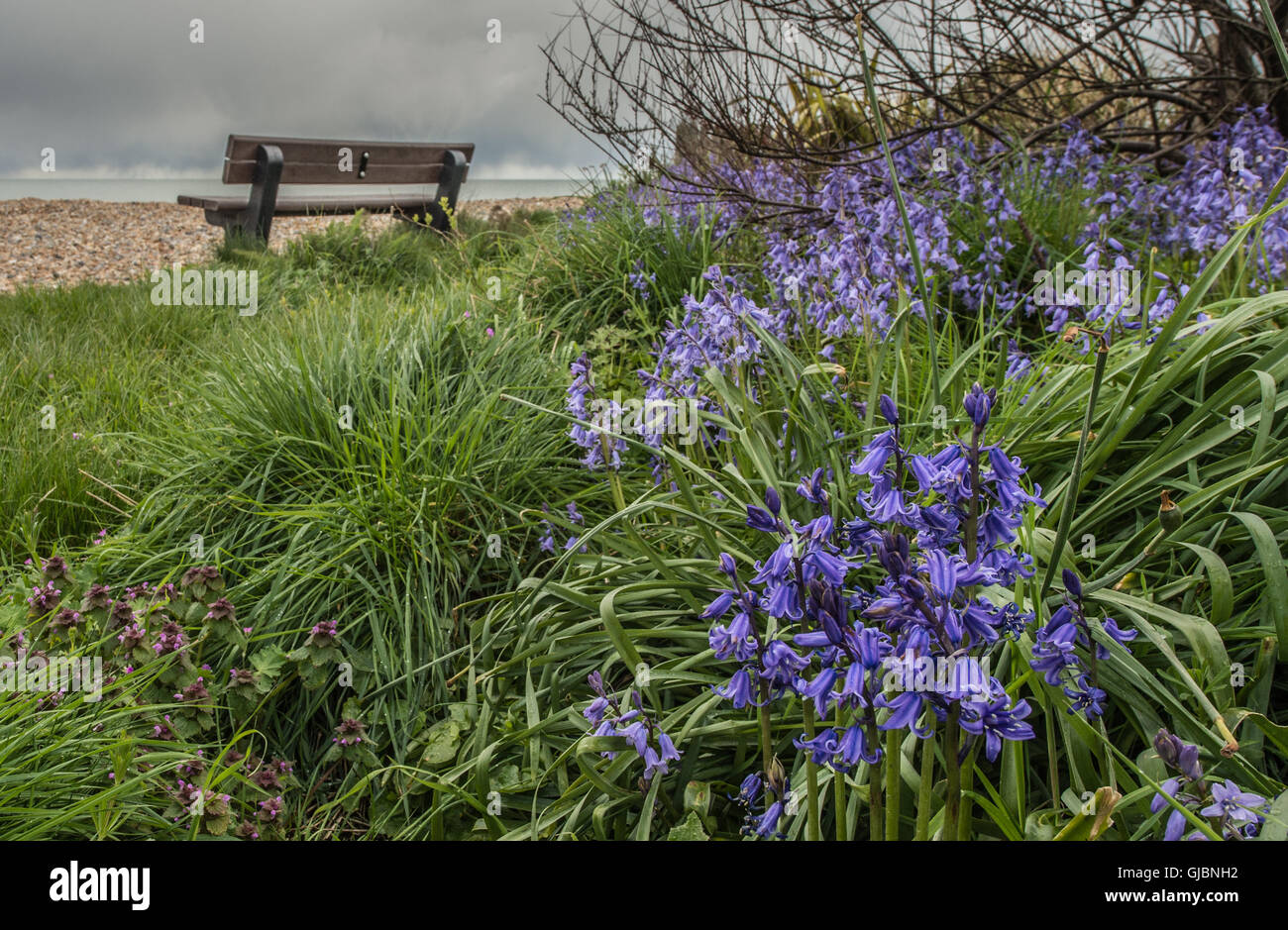 Bluebell on Beach Stock Photo - Alamy