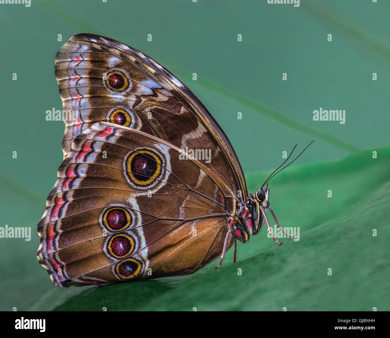 Largest butterfly of the world hi-res stock photography and images - Alamy