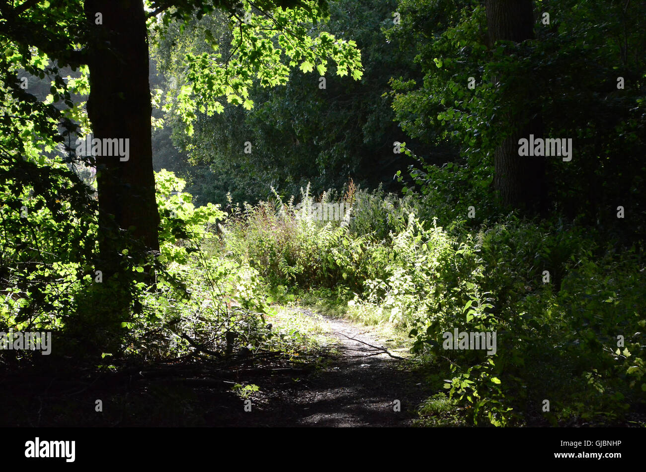 Forest path leads into a clearing Stock Photo - Alamy