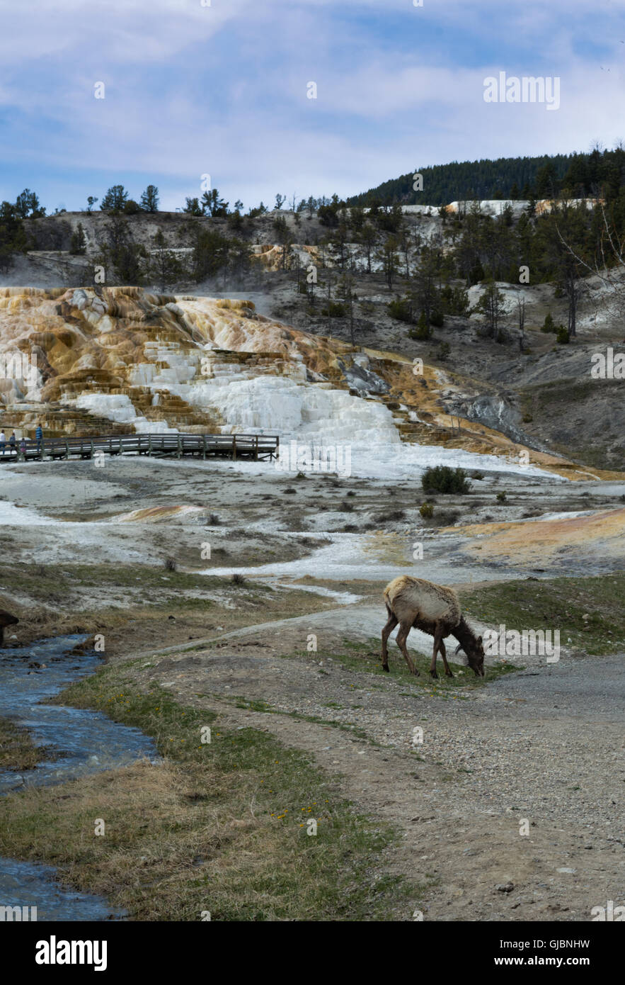 The green grass feed by the Mammoth Hotsprings has drawn in an elk to ...
