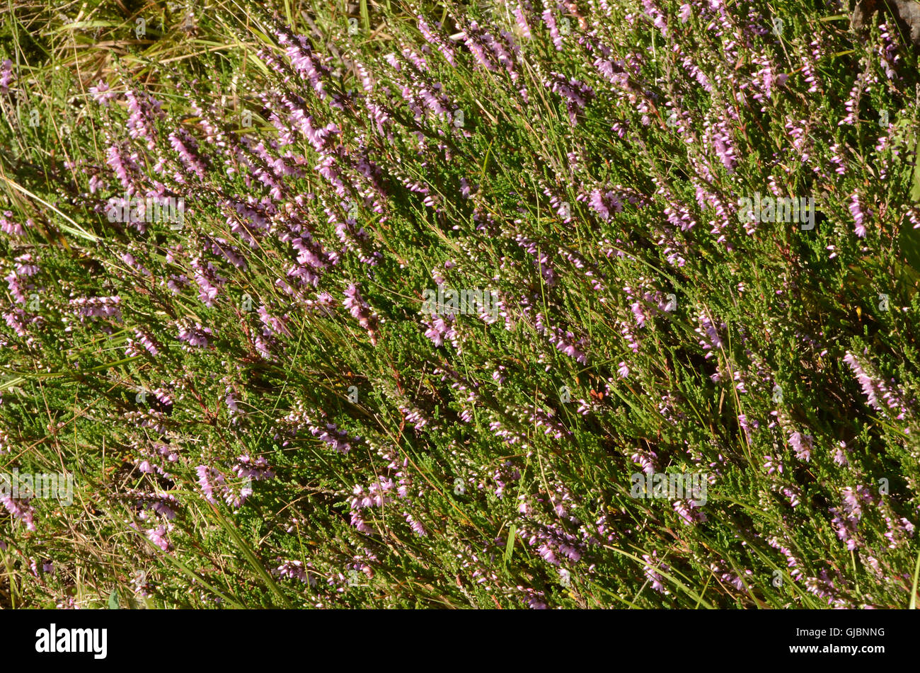 Heather (Calluna) in flower Stock Photo - Alamy