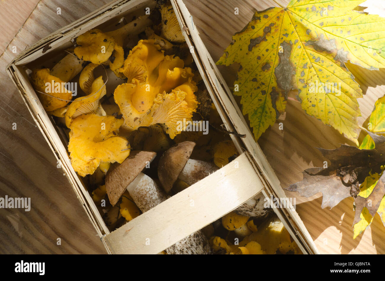 Forest fresh natural mushrooms hi-res stock photography and images - Alamy