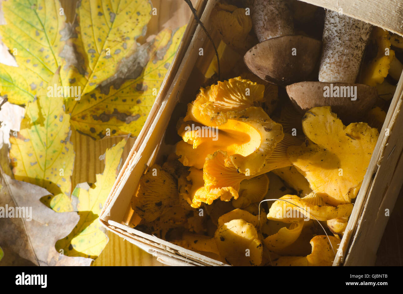 Forest fresh natural mushrooms hi-res stock photography and images - Alamy