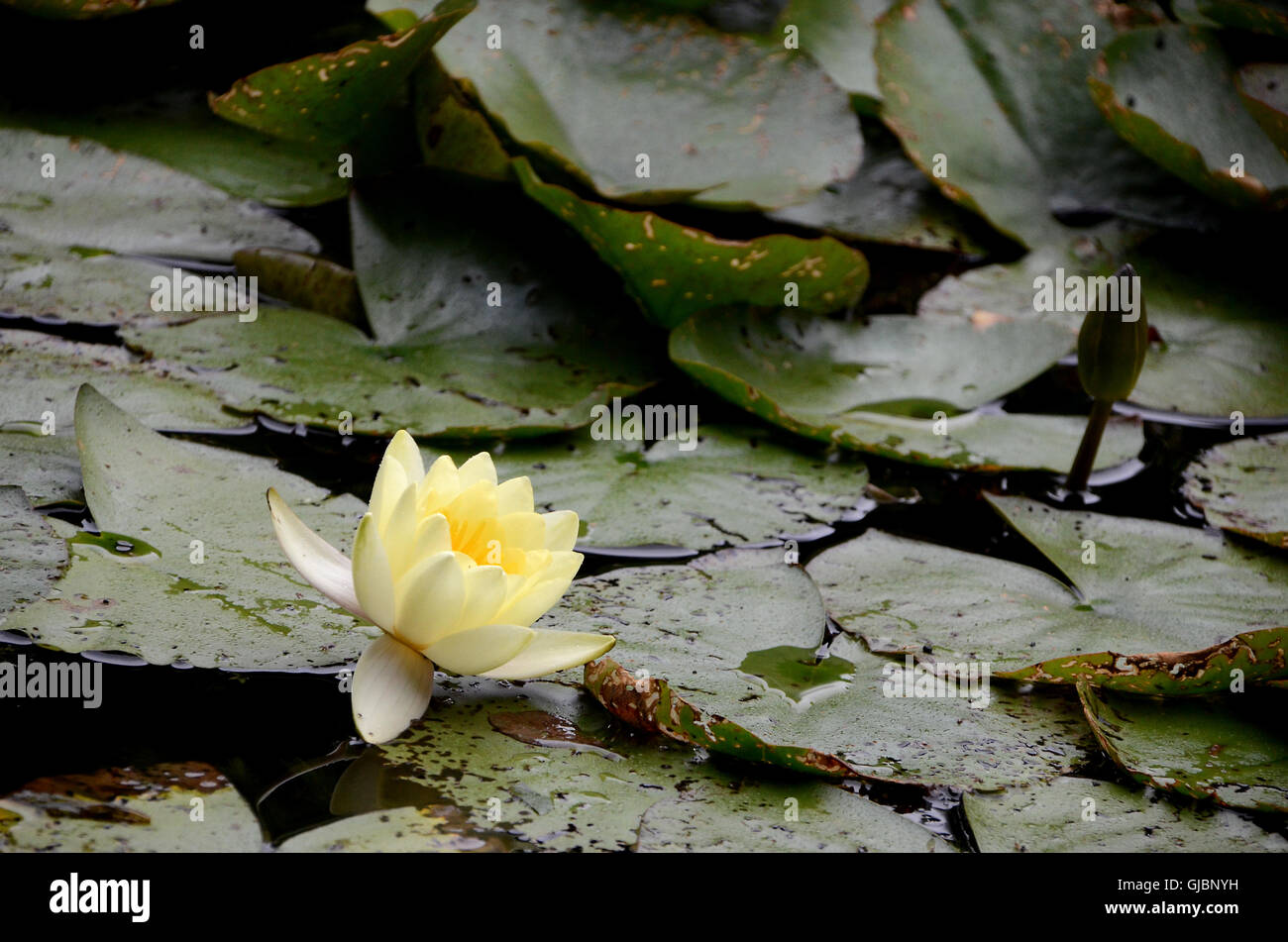 Forest lake hi-res stock photography and images - Alamy
