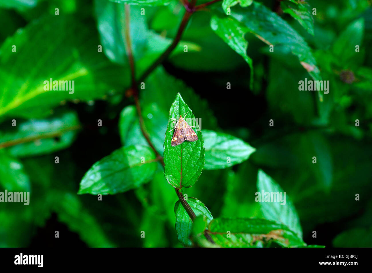 MINT MOTH ON MINT LEAF Stock Photo - Alamy