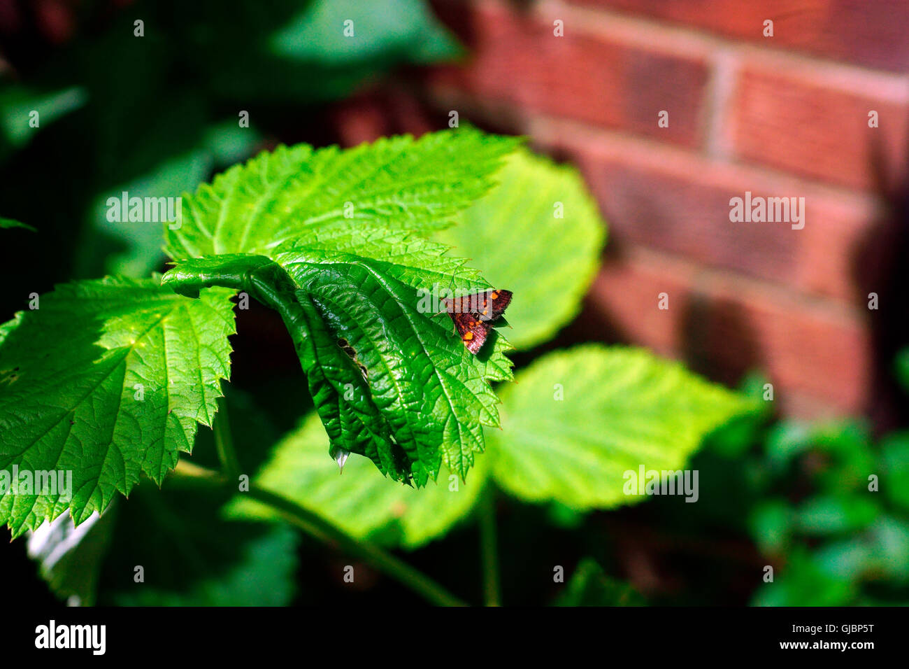 Raspberry leaf spot hi-res stock photography and images - Alamy