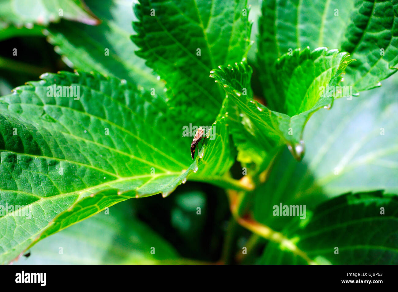 MINT MOTH ON LEAF Stock Photo - Alamy