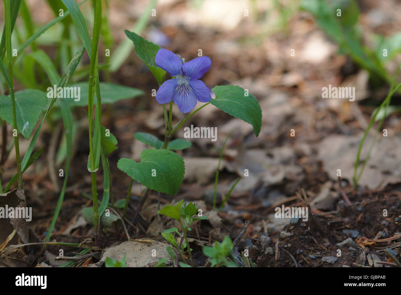 Wood violet (Viola odorata Stock Photo - Alamy