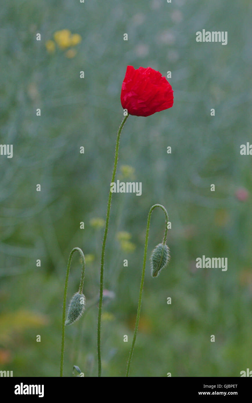 Wild poppy flower Stock Photo - Alamy