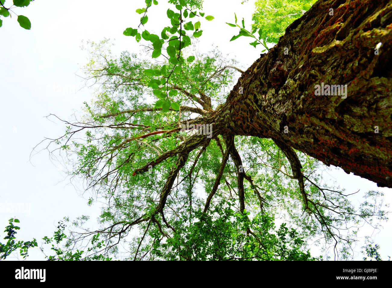Tree shaker hi-res stock photography and images - Alamy