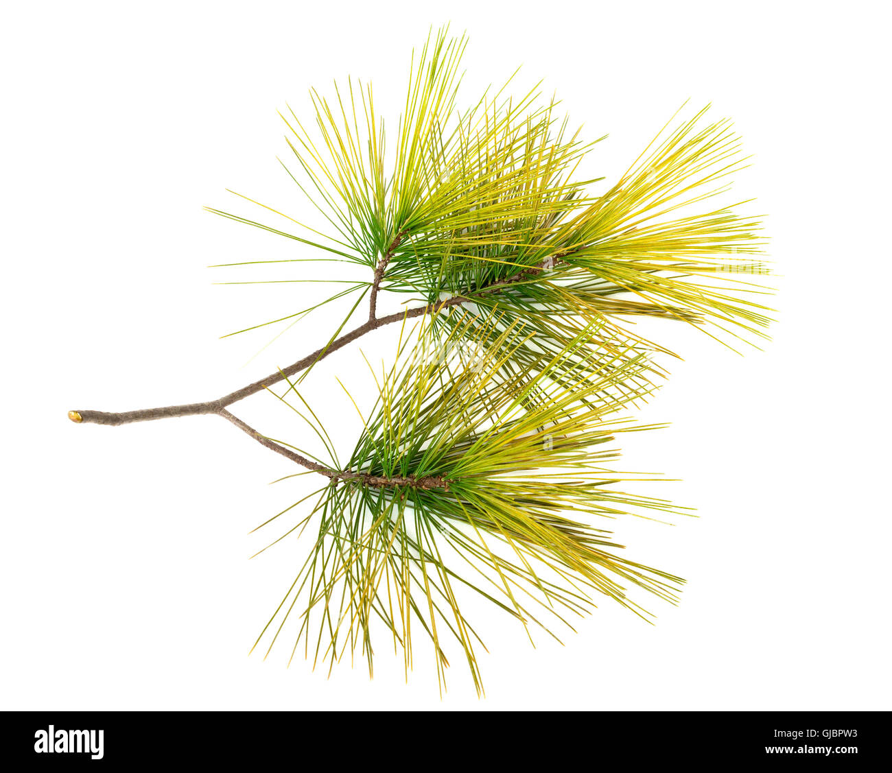 Pine twig Cut Out Stock Images & Pictures - Alamy