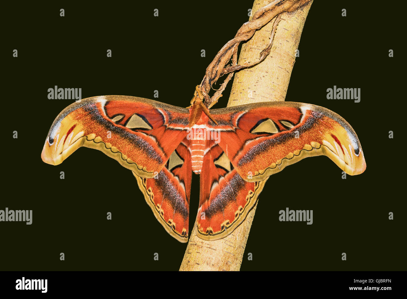 atlasspinner - biggest butterfly on earth - isolated on black ...